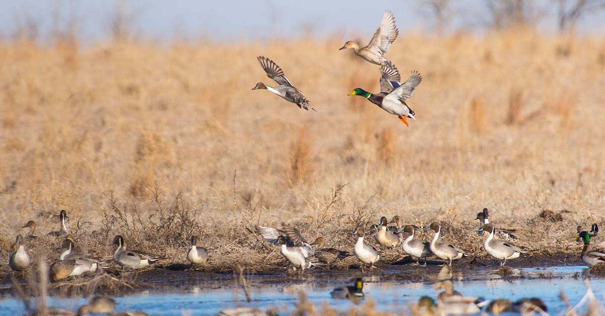 Waterfowl Hunters and the Avian Flu: What You Need to Know